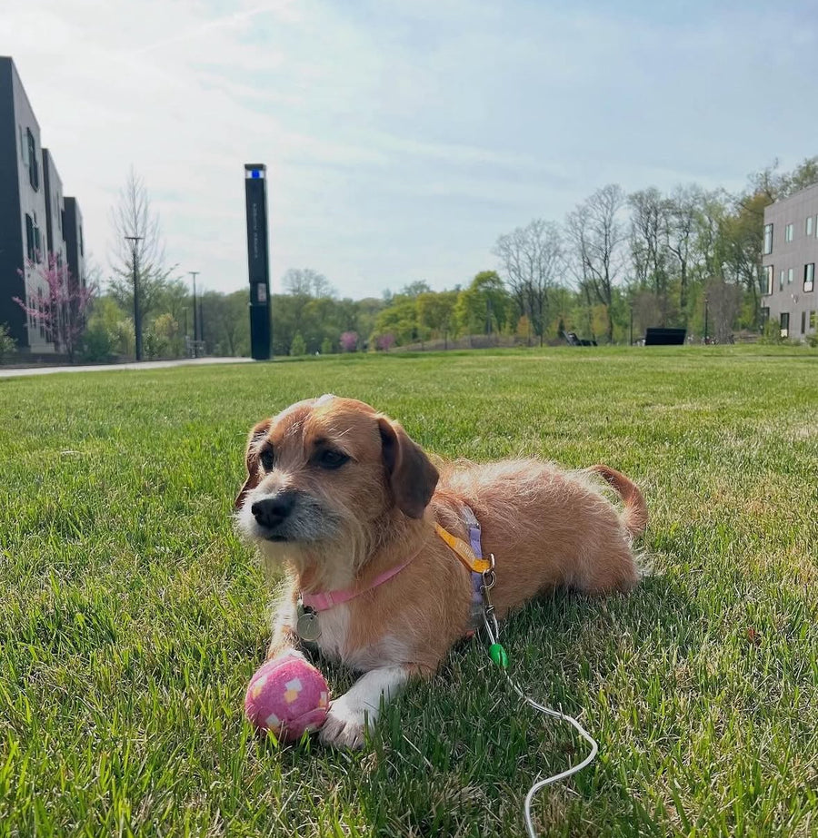 Rainbow - Dog Harness – FURLOU