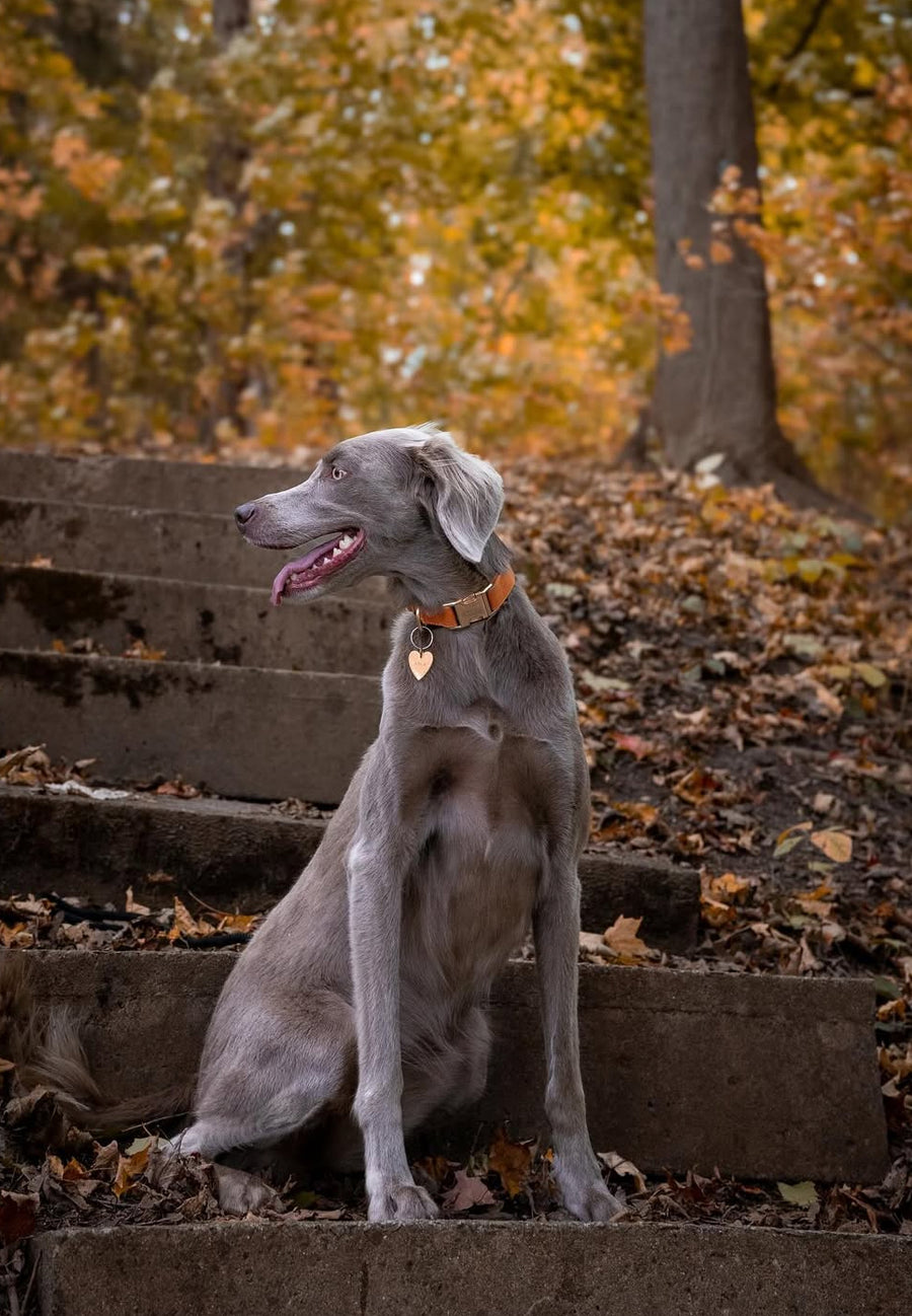 'Tan' - Canvas Dog Collar – FURLOU