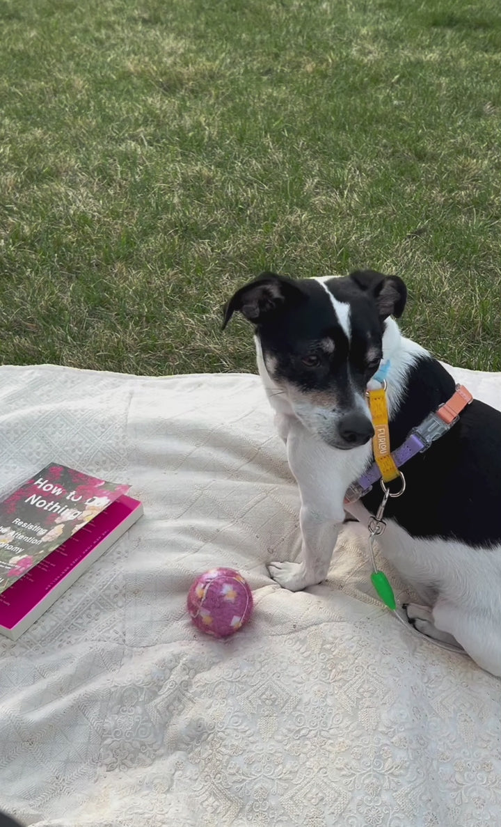 Rainbow - Dog Harness – FURLOU