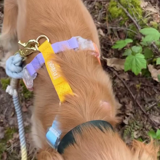 Rainbow - Dog Harness – FURLOU