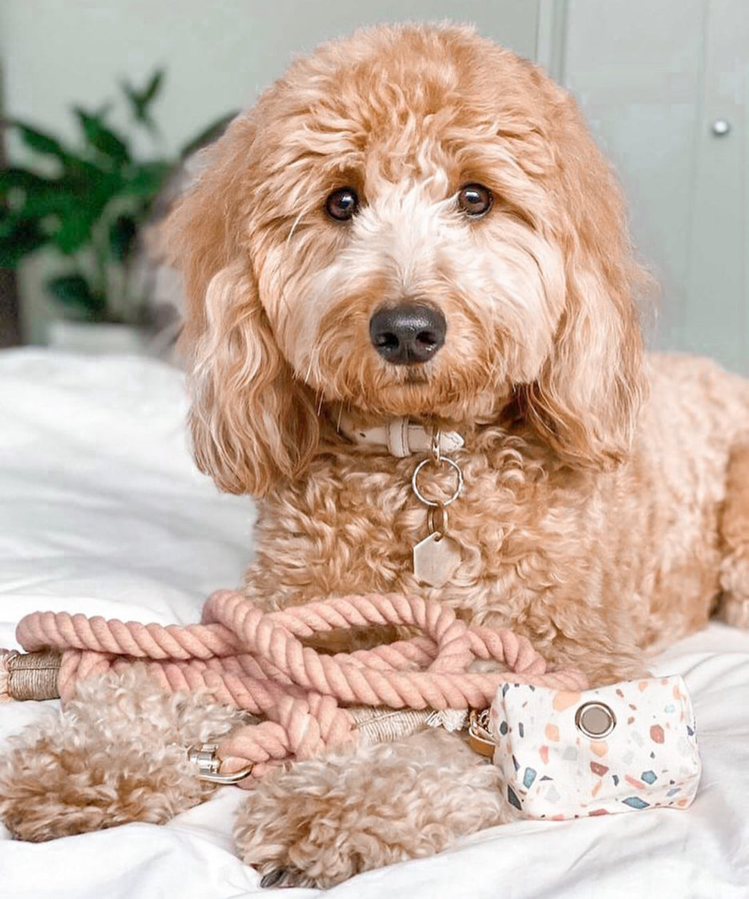 'Blue' - Poop Bag Holder – FURLOU